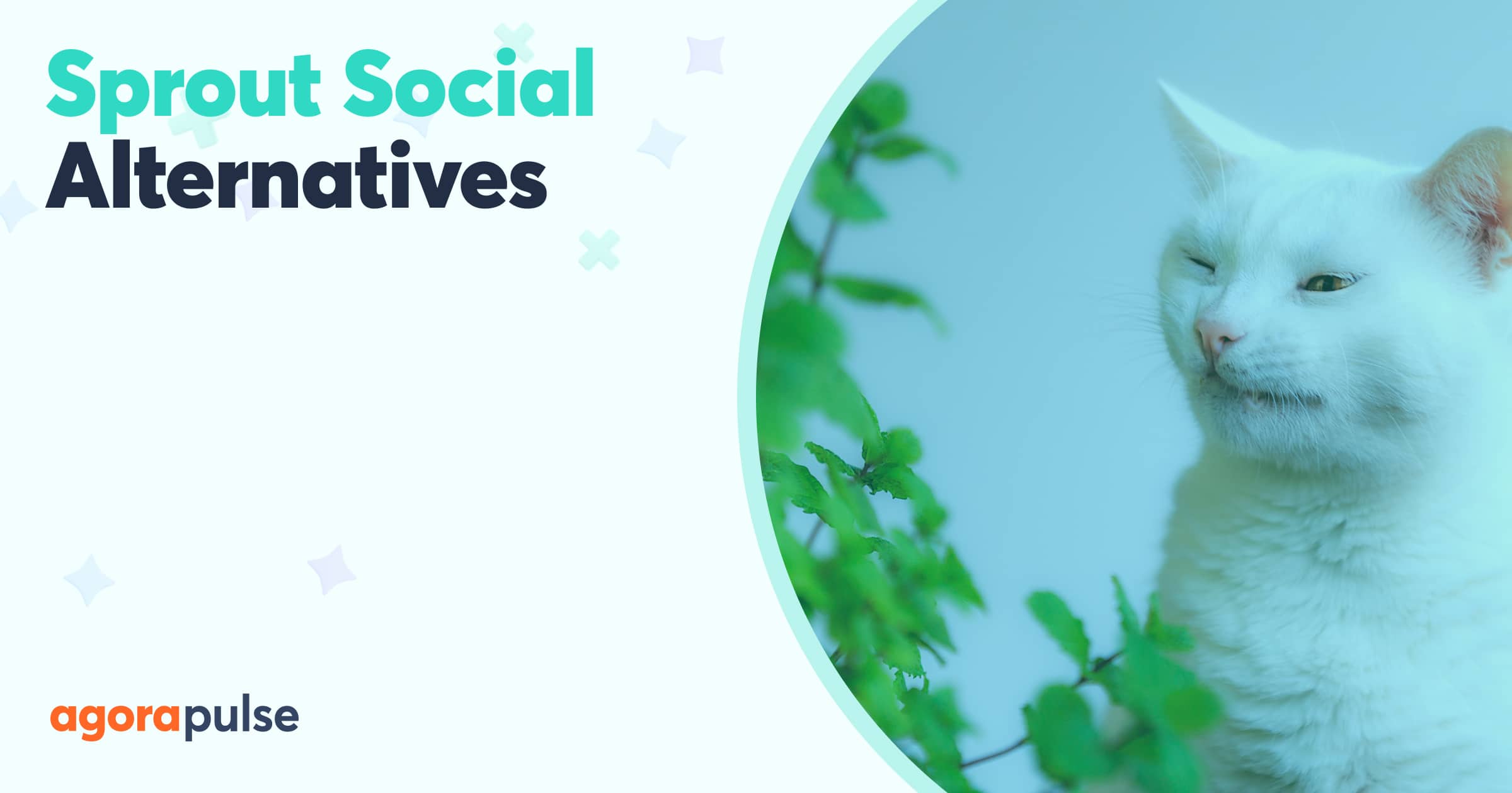 The Best Sprout Social Alternatives and Competitors | Agorapulse